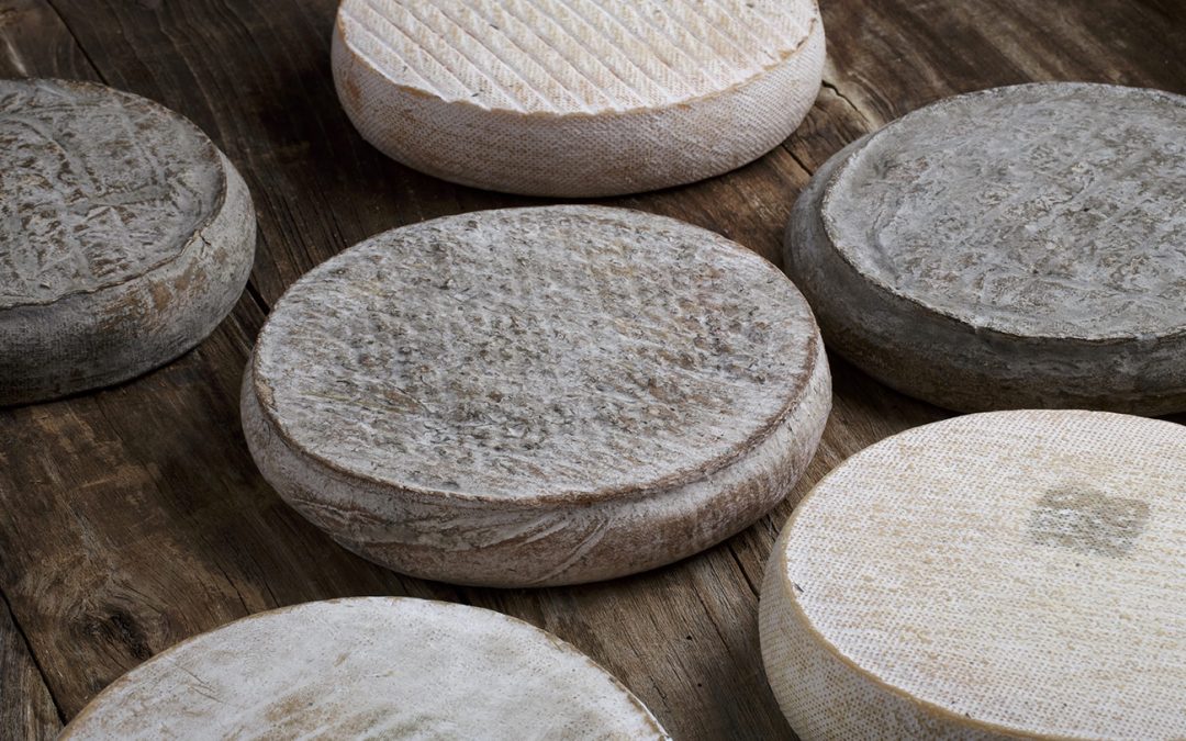 AOP Saint-Nectaire, un fromage d'Auvergne au lait de vache - Gastronomico