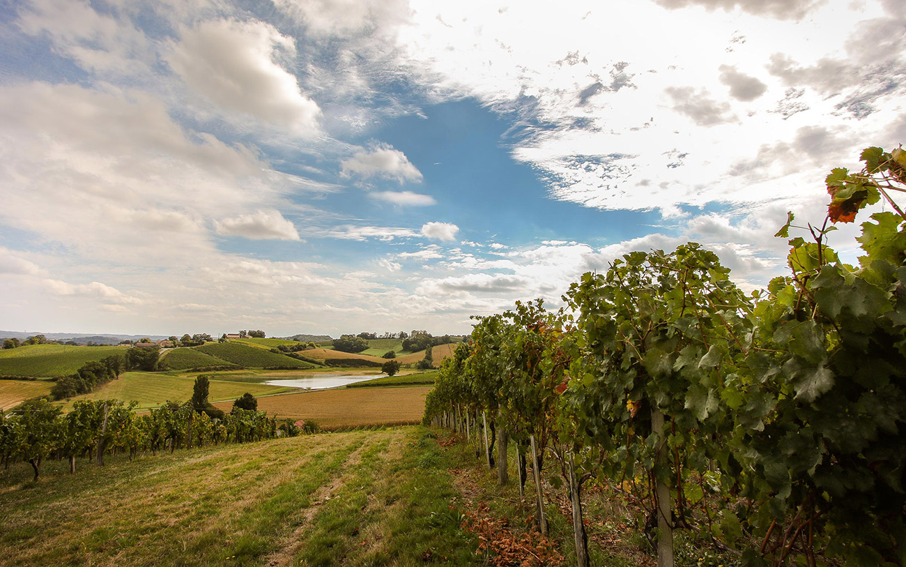 AOP Madiran et Pacherenc du Vic-Bilh - Gastronomico